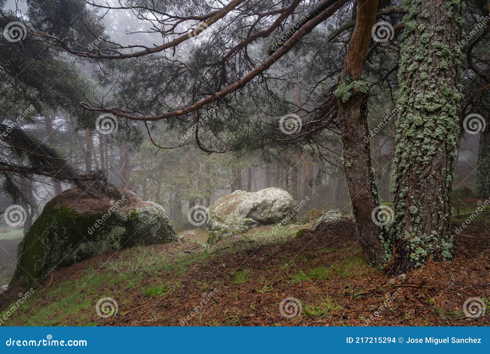 Enchanted Forest Environment with Clearing between the Trees and ...