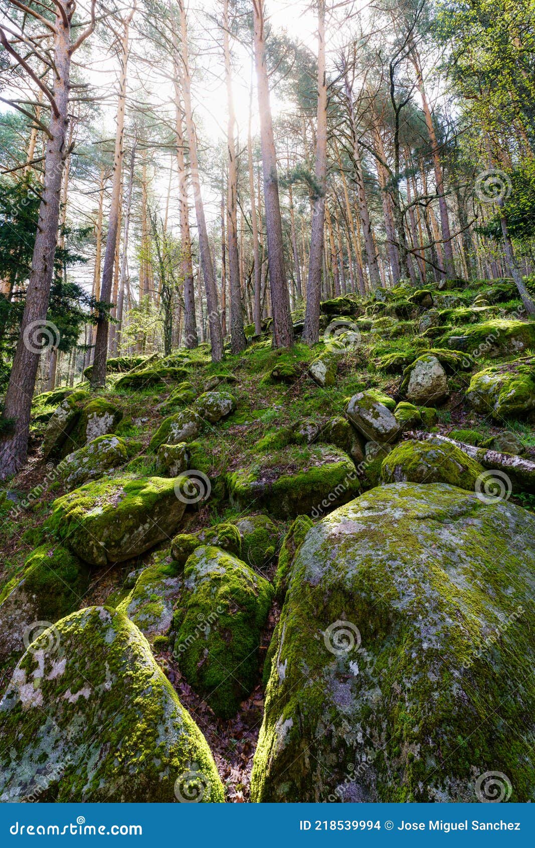 Enchanted Forest of Large Stones Covered with Moss and Rays of Sunlight ...