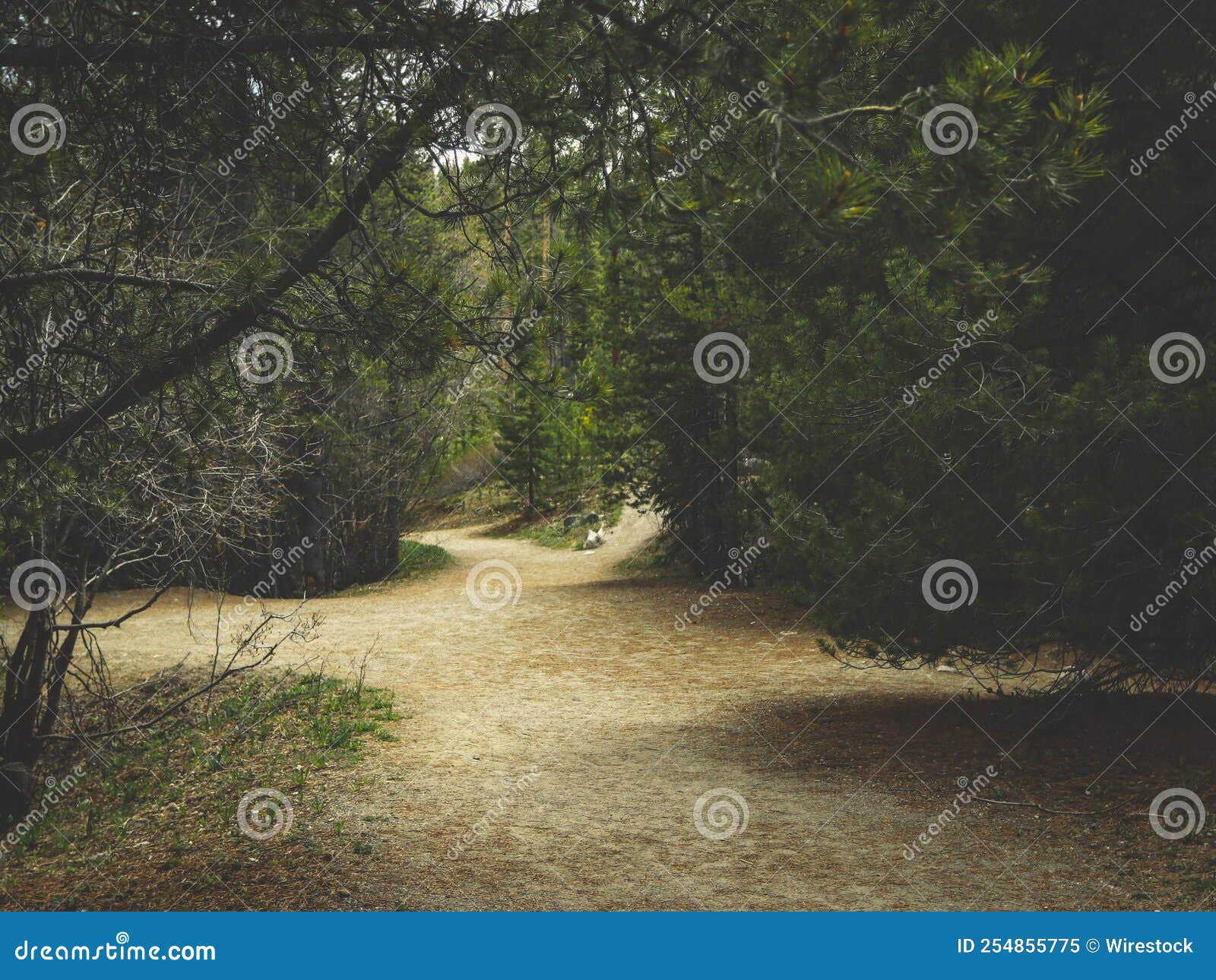 Enchanted Forest with Multiple Pathways Stock Image - Image of trees ...