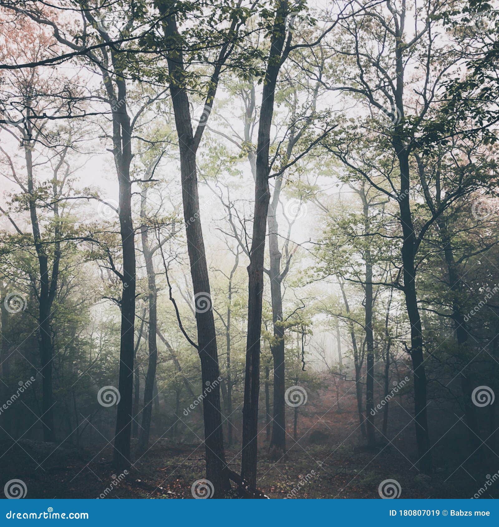 Enchanted forest stock image. Image of forest, outdoors - 180807019