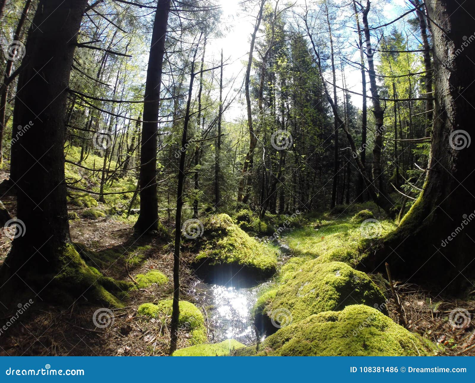 Enchanted forest stock photo. Image of spring, moss - 108381486