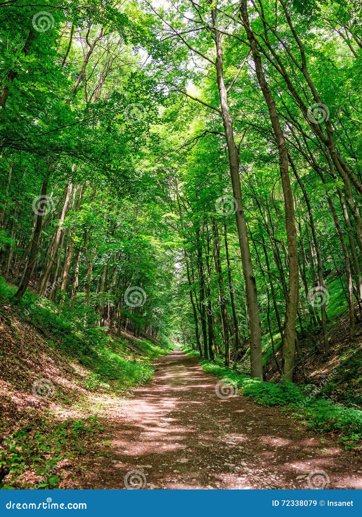 Enchanted forest path stock image. Image of path, forests - 72338079