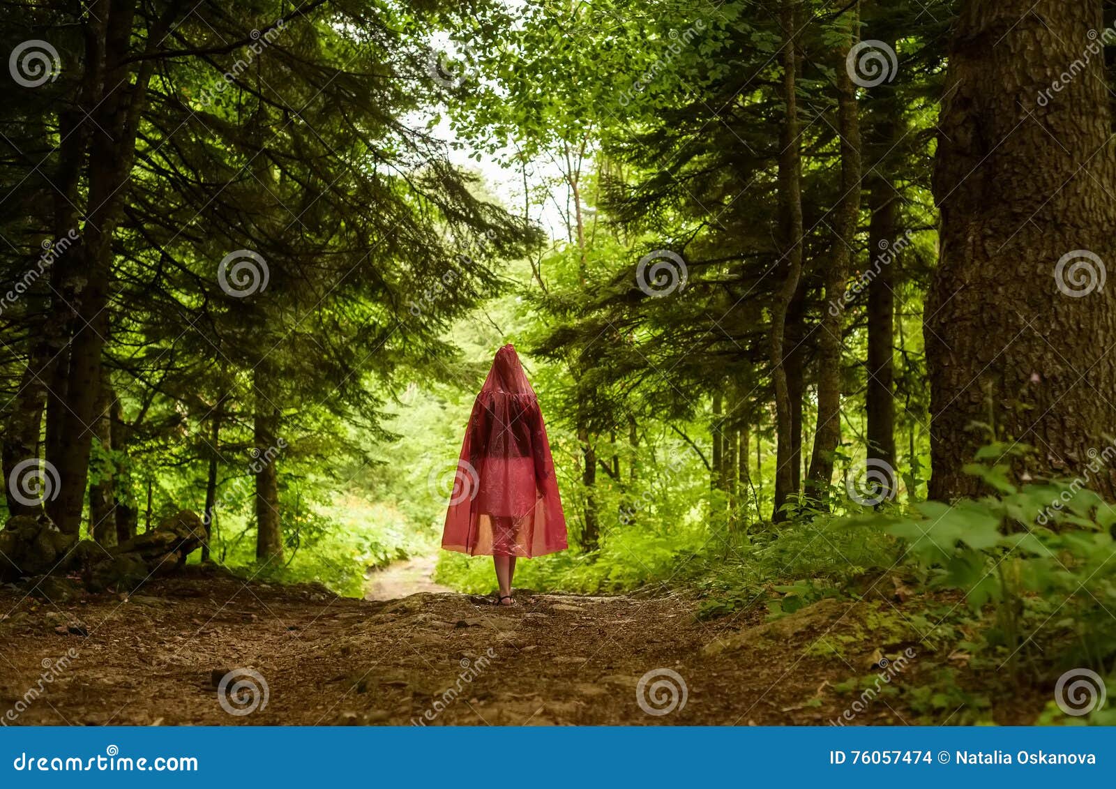 Enchanted forest and path stock photo. Image of branches - 76057474