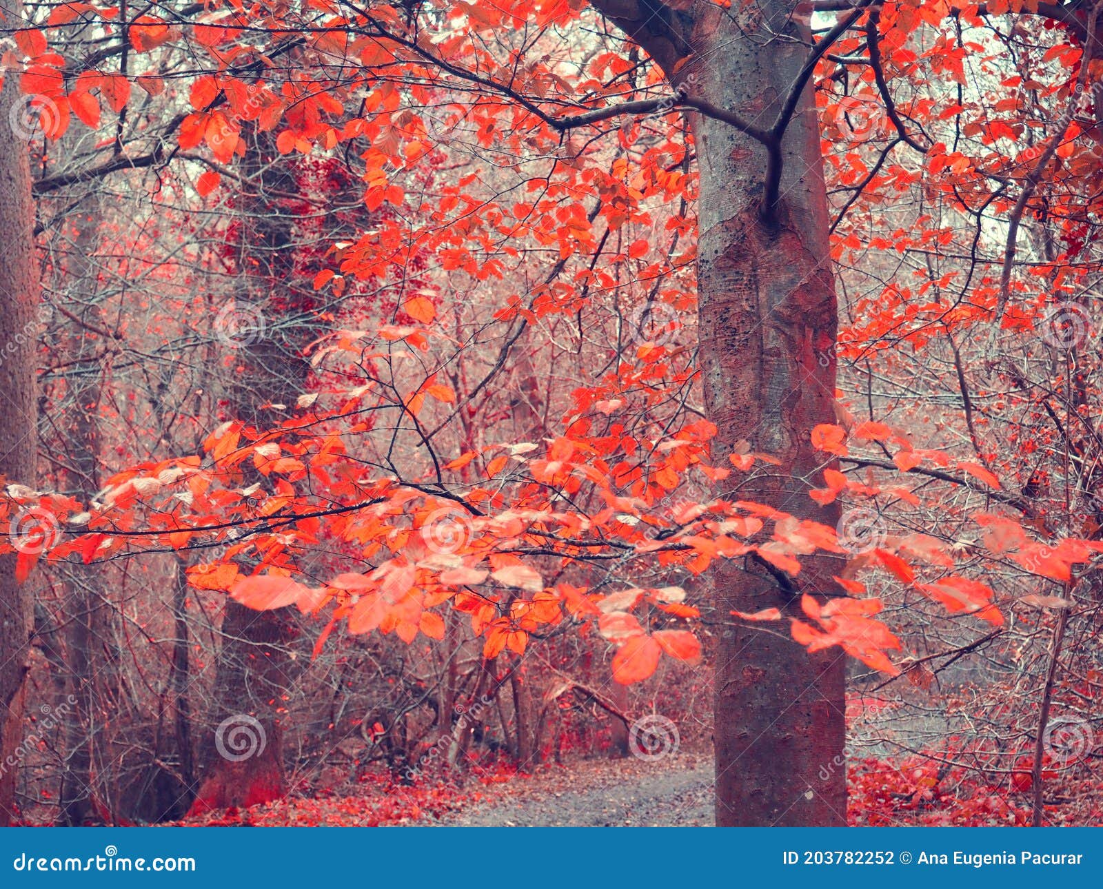 Enchanted Forest with Red Trees Stock Photo - Image of maple, deciduous ...