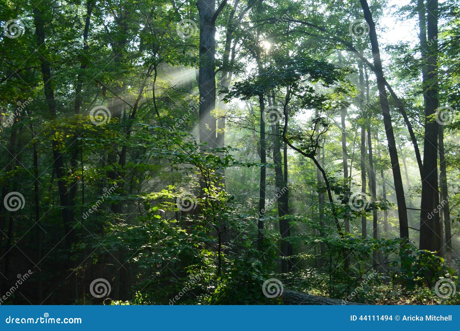 Enchanted Forest Royalty-Free Stock Photo | CartoonDealer.com #78763425