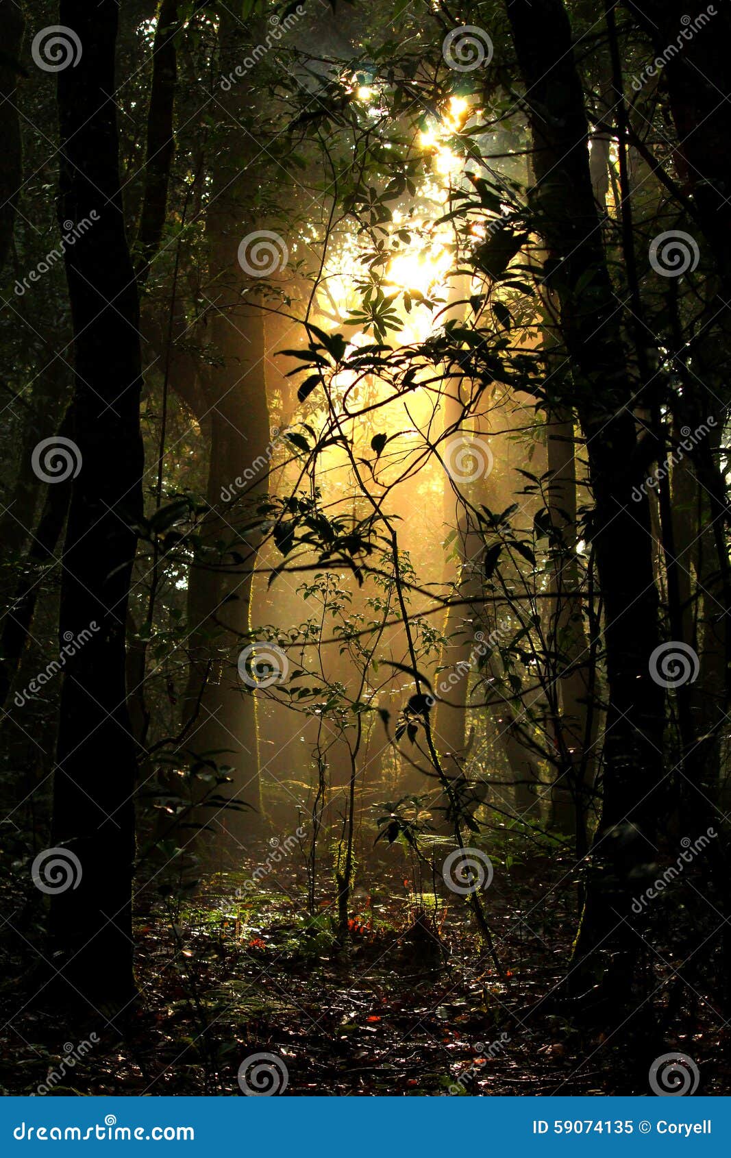 Ethereal Sunset with a Yellow Glow in the Forest Stock Image - Image of ...