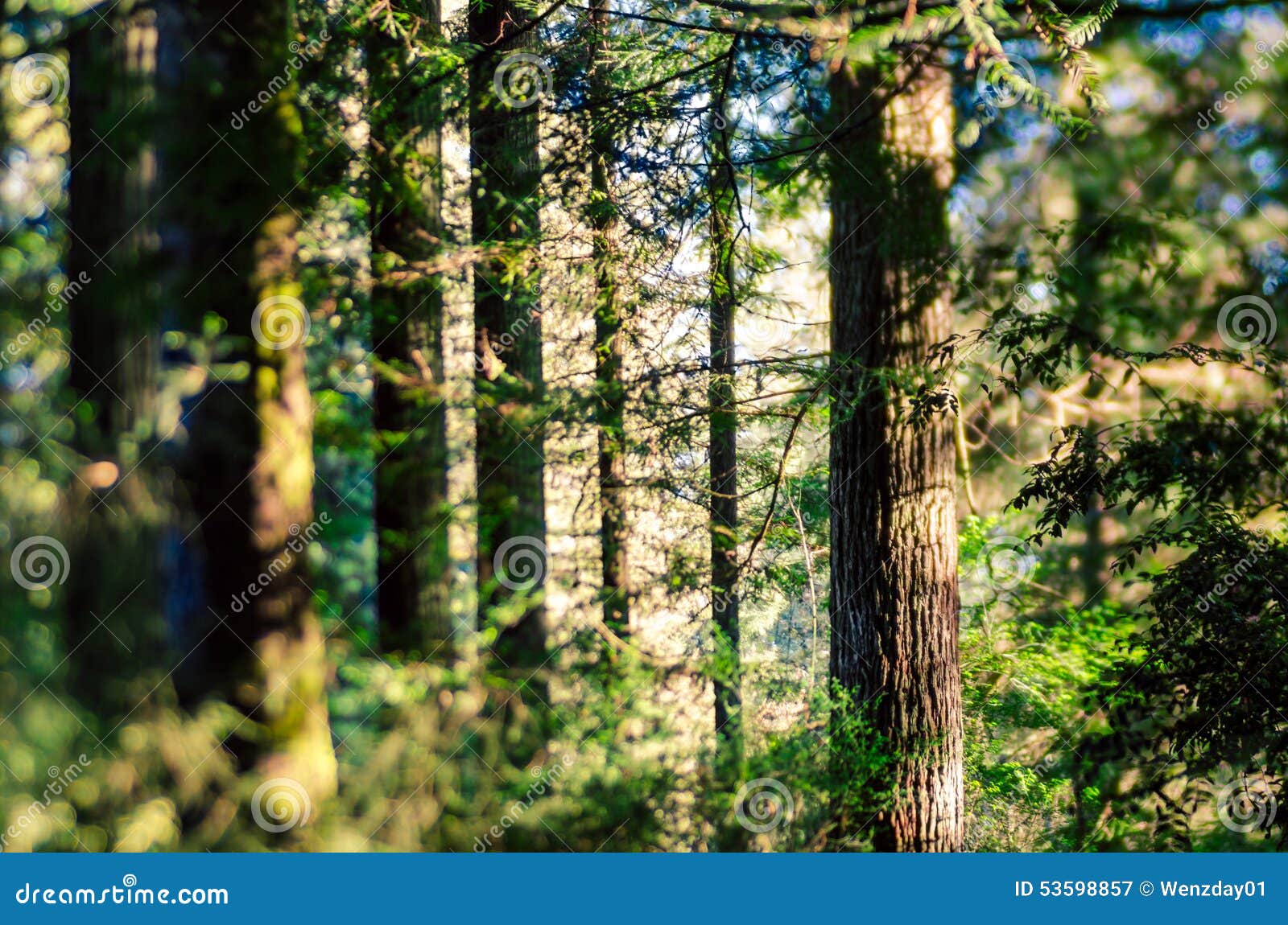 Enchanted Forest stock image. Image of height, lensbaby - 53598857