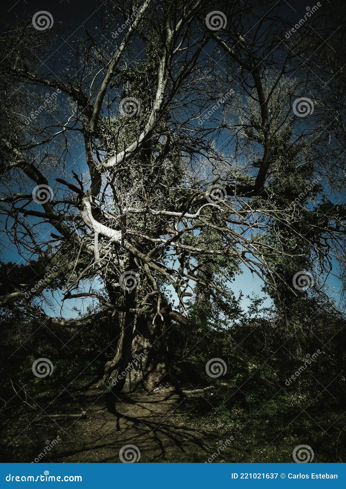 The Enchanted Forest Tree Royalty-Free Stock Photo | CartoonDealer.com ...