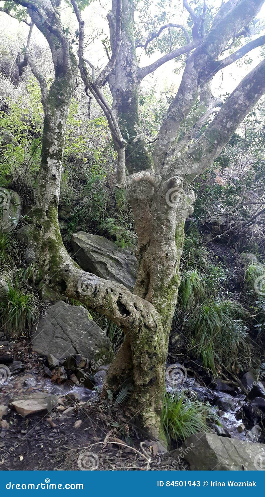 Enchanted forest tree stock image. Image of vegetation - 84501943