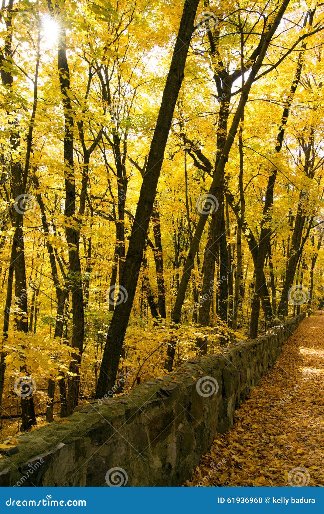 Enchanted forest stock photo. Image of bright, autumn - 61936960