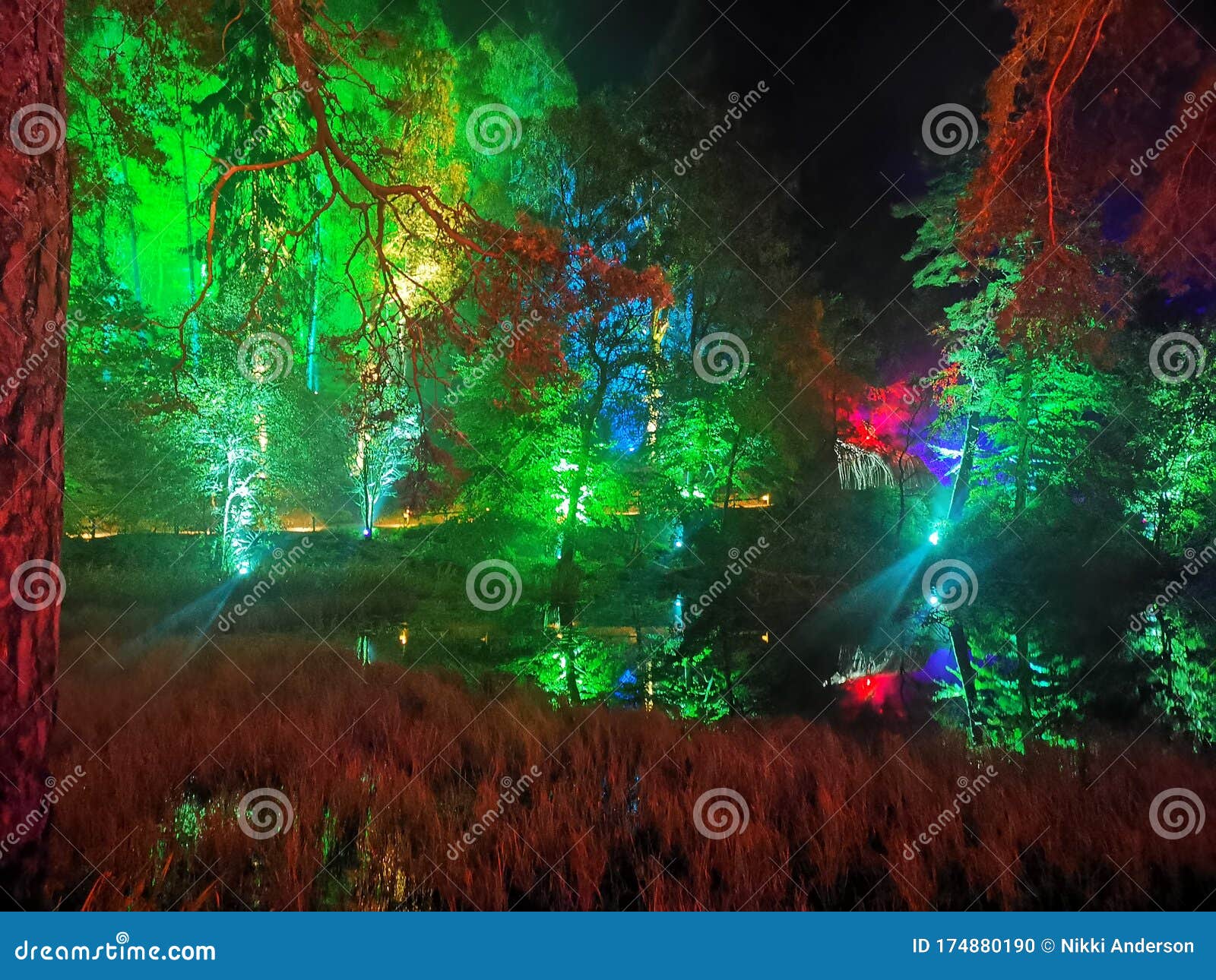 Enchanted forest walks stock photo. Image of lights - 174880190