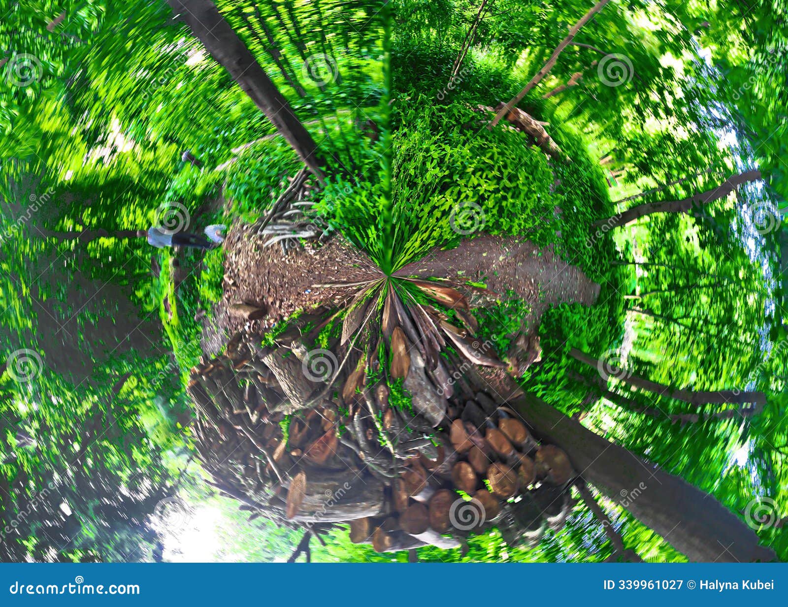 Enchanted Greenery: a Spiraled Perspective of a Lush Forest Pathway ...