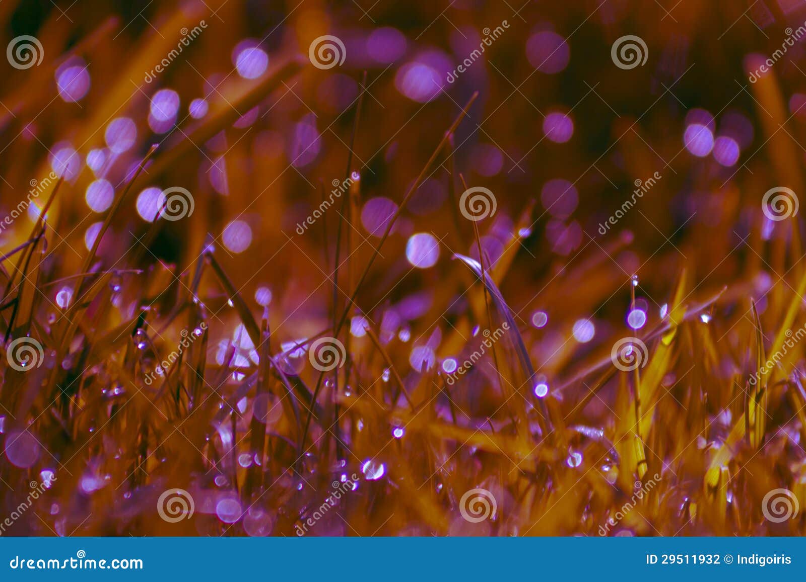 Enchanted Lawn stock photo. Image of nature, bokeh, splittoning - 29511932