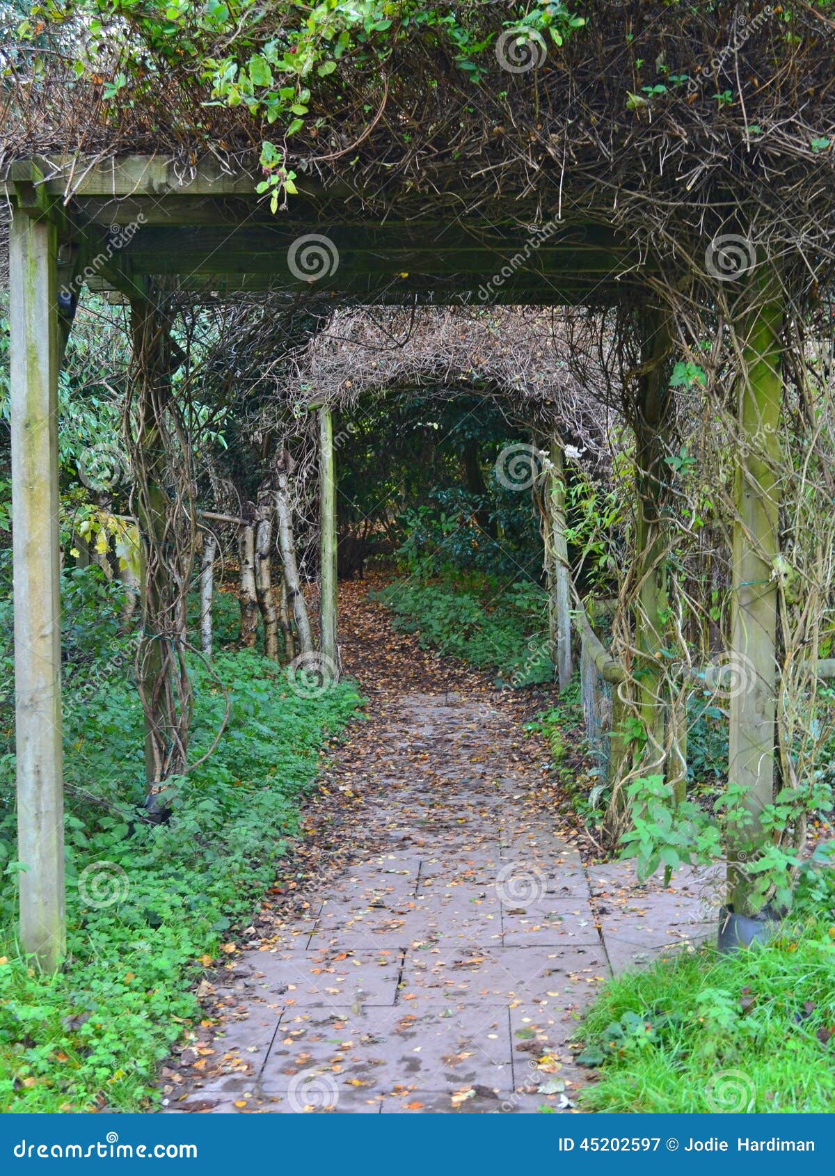 An enchanted path stock image. Image of walk, mysterious - 45202597