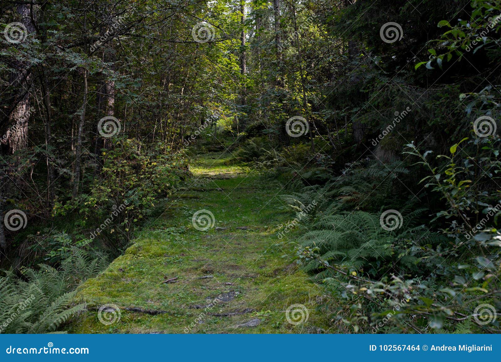 Enchanted Pathway in a Forest Stock Photo - Image of walk, outdoor ...
