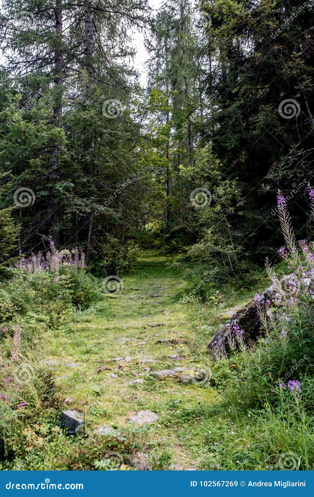 Enchanted Pathway in a Forest Stock Image - Image of landscape, forest ...
