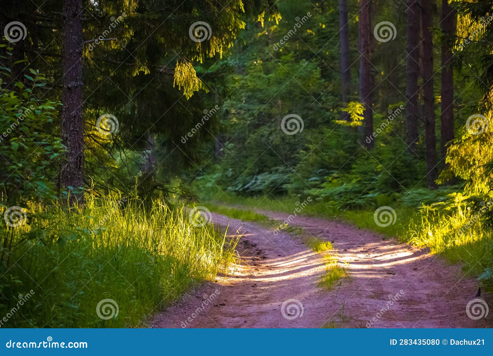 Enchanted Pathways: Majestic Forest Road in Summer Morning Stock Photo ...