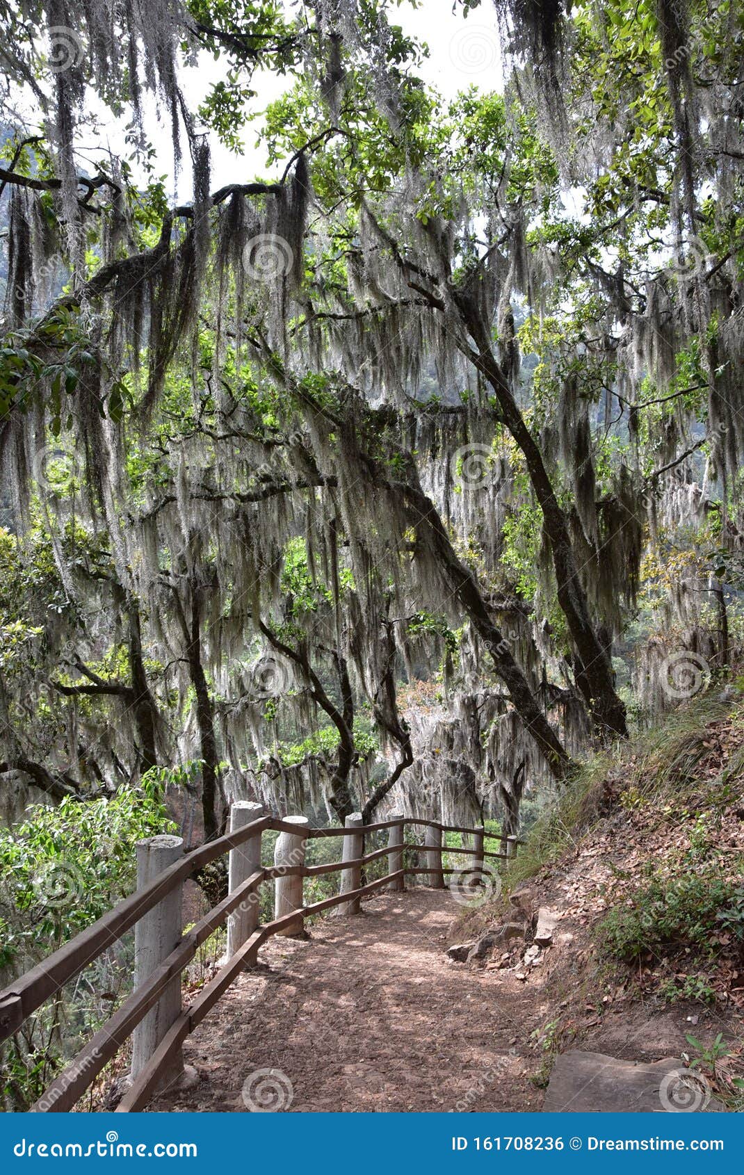 Enchanted Pathway in the Forest Stock Photo - Image of nature ...