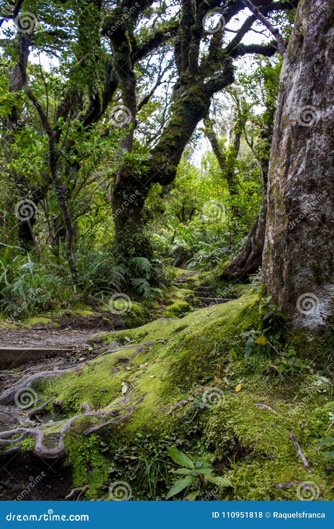 Enchanted Rainforest trail stock photo. Image of environmental - 110951818