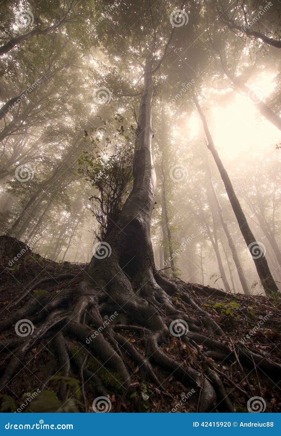 Enchanted Tree in Mysterious Forest with Fog Stock Photo - Image of ...