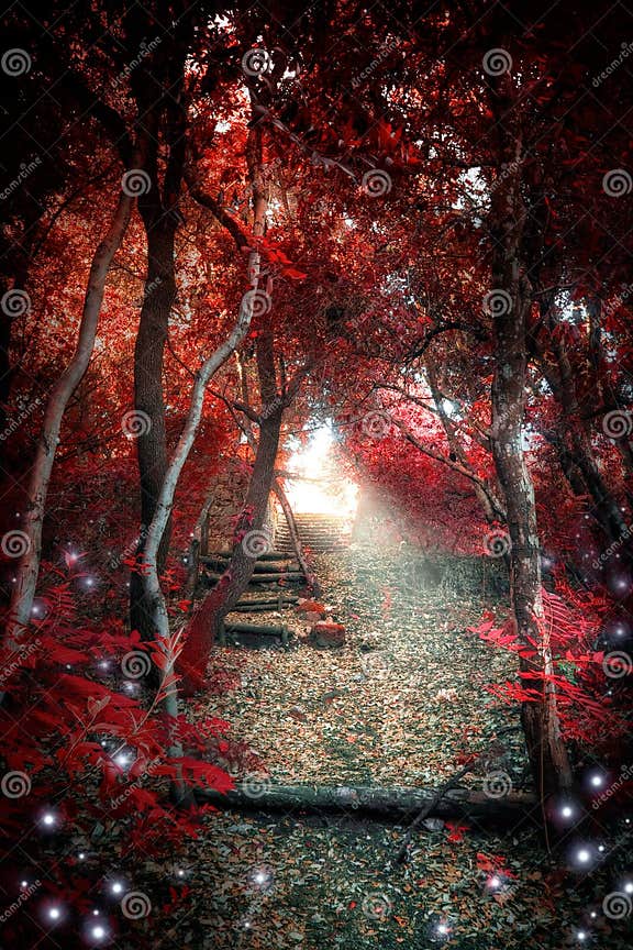 Enchanted Wood stock image. Image of nature, musk, enchanted - 7330753