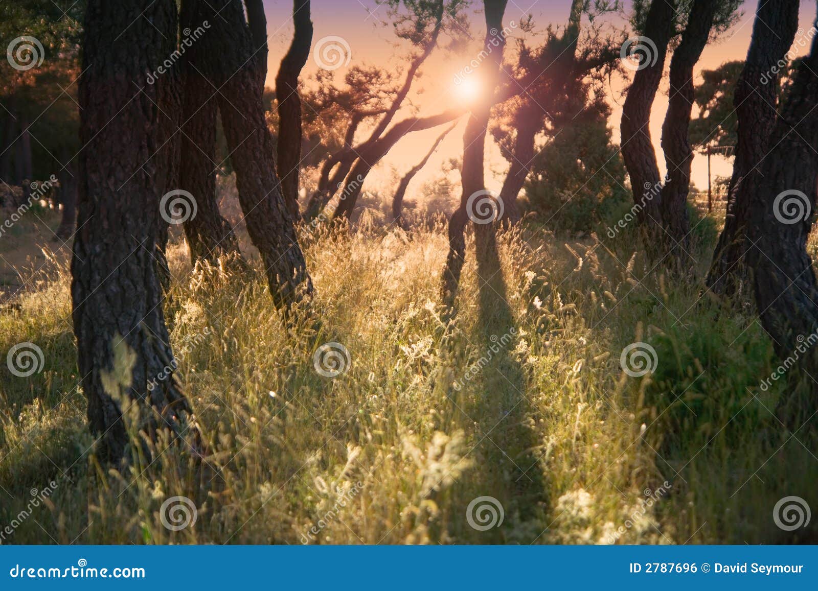 Enchanted Wood - Evening Light Stock Photo - Image of beam, field: 2787696