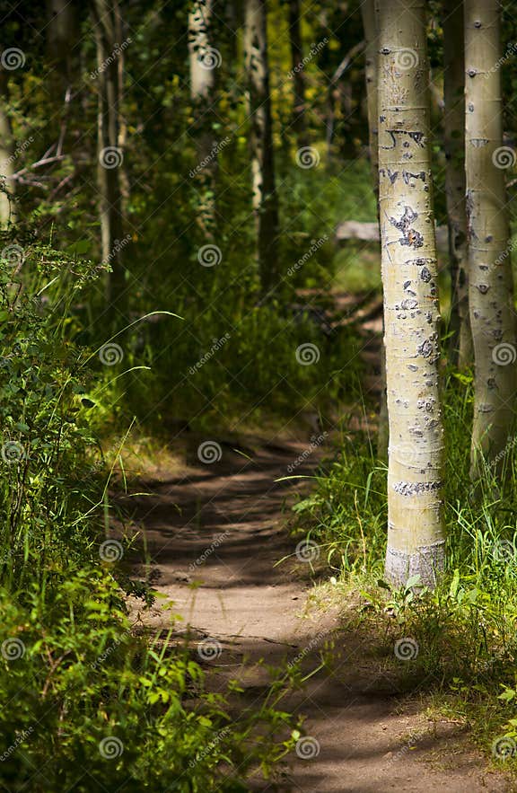 Enchanted Wooded Path stock photo. Image of concept, beauty - 25808168