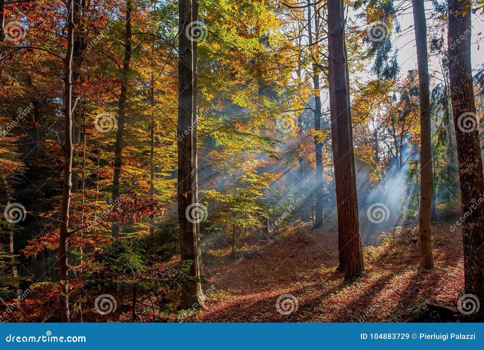 Enchanted woods stock image. Image of surreal, sunbeams - 104883729