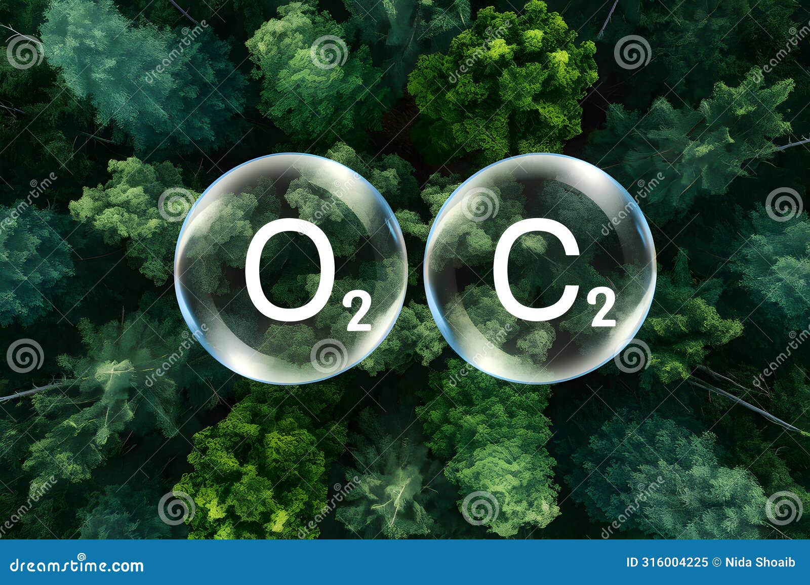 Enchanting Forest with Transparent Bubbles Showing Oxygen and Carbon ...