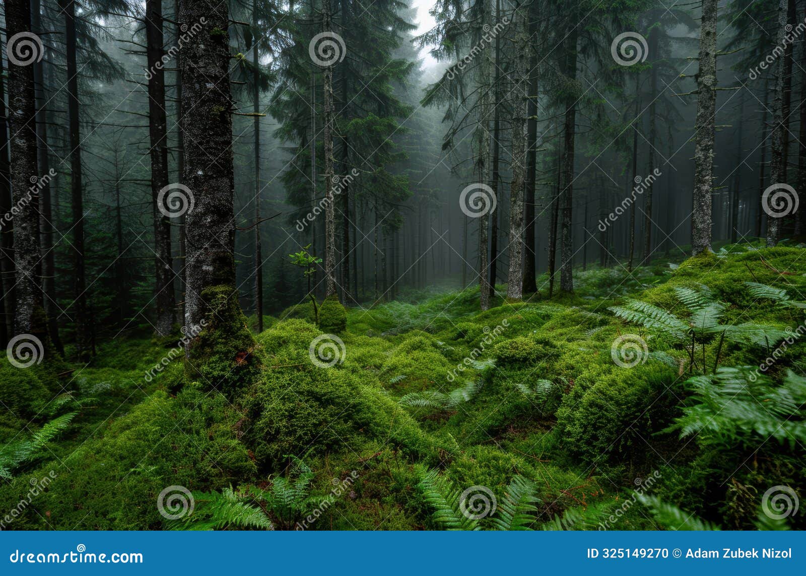 Enchanting Mossy Forest Landscape. Nature Exploration Royalty-Free ...