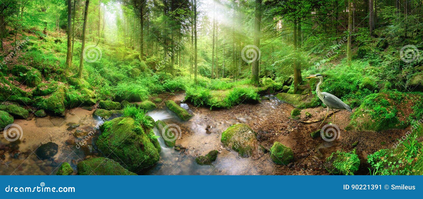Enchanting Panoramic Forest Scenery in Soft Light Stock Image - Image ...