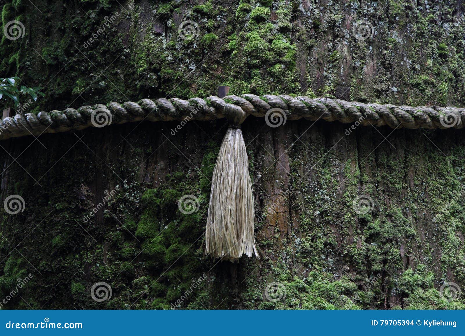 Divine Tree A Yorishiro In Shinto Terminology Is An Object Capa Stock ...