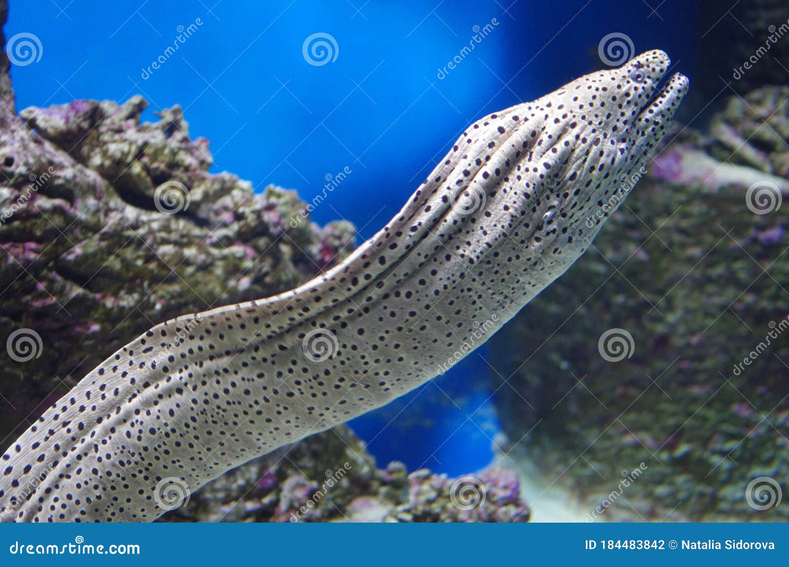 A Dragon Moray Eel Hides In A Cave At The Bottom Of The Ocean Close-up ...