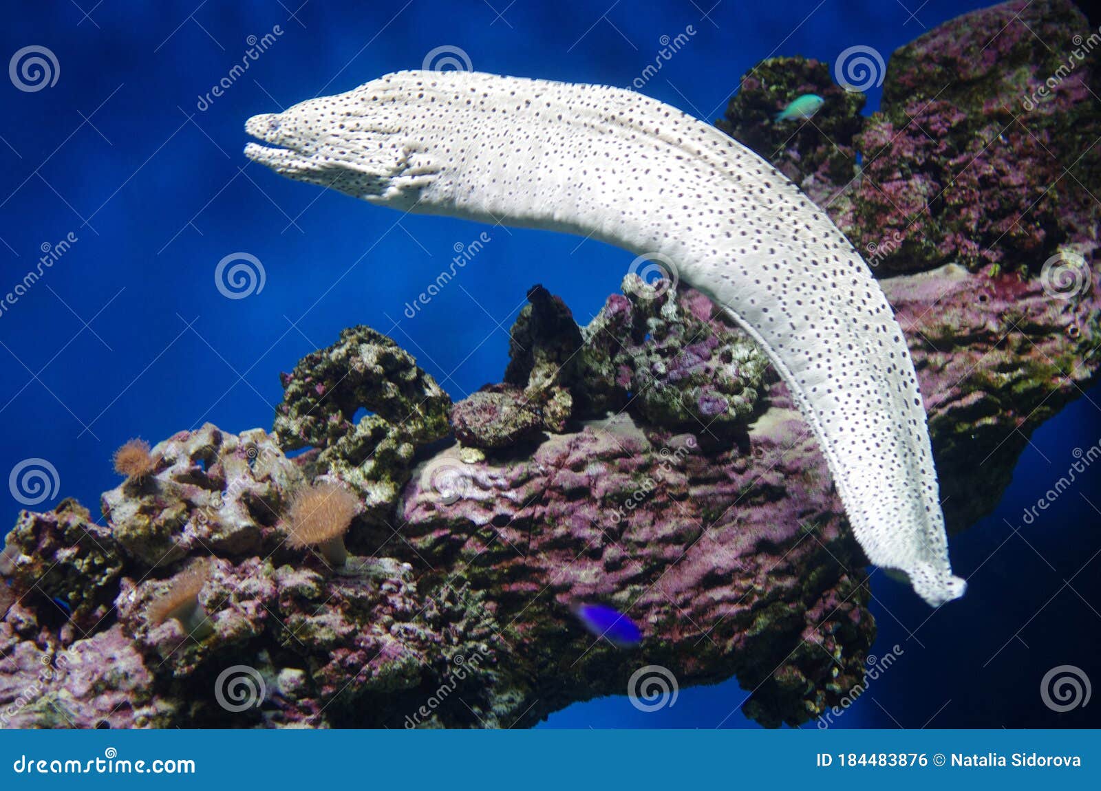 Enchelycore Pardalis, Commonly Called Leopard Moray Eel or Dragon Moray ...