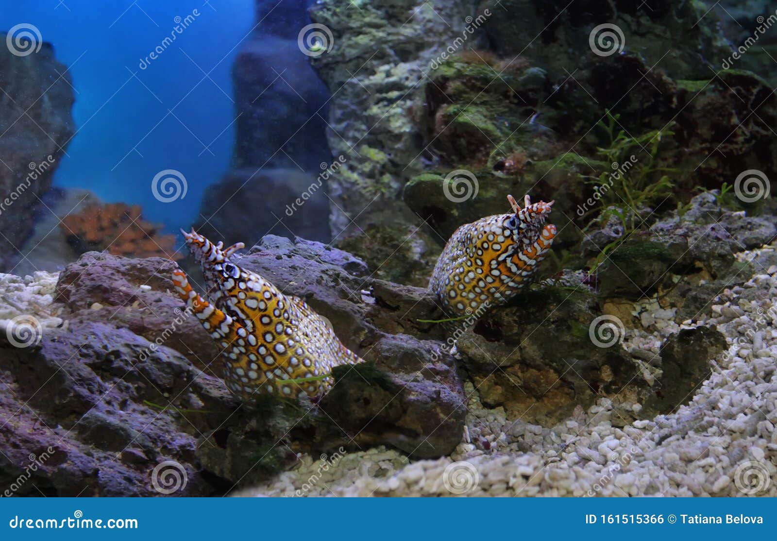Enchelycore Pardalis, Leopard Moray Eel or Dragon Moray Stock Photo ...