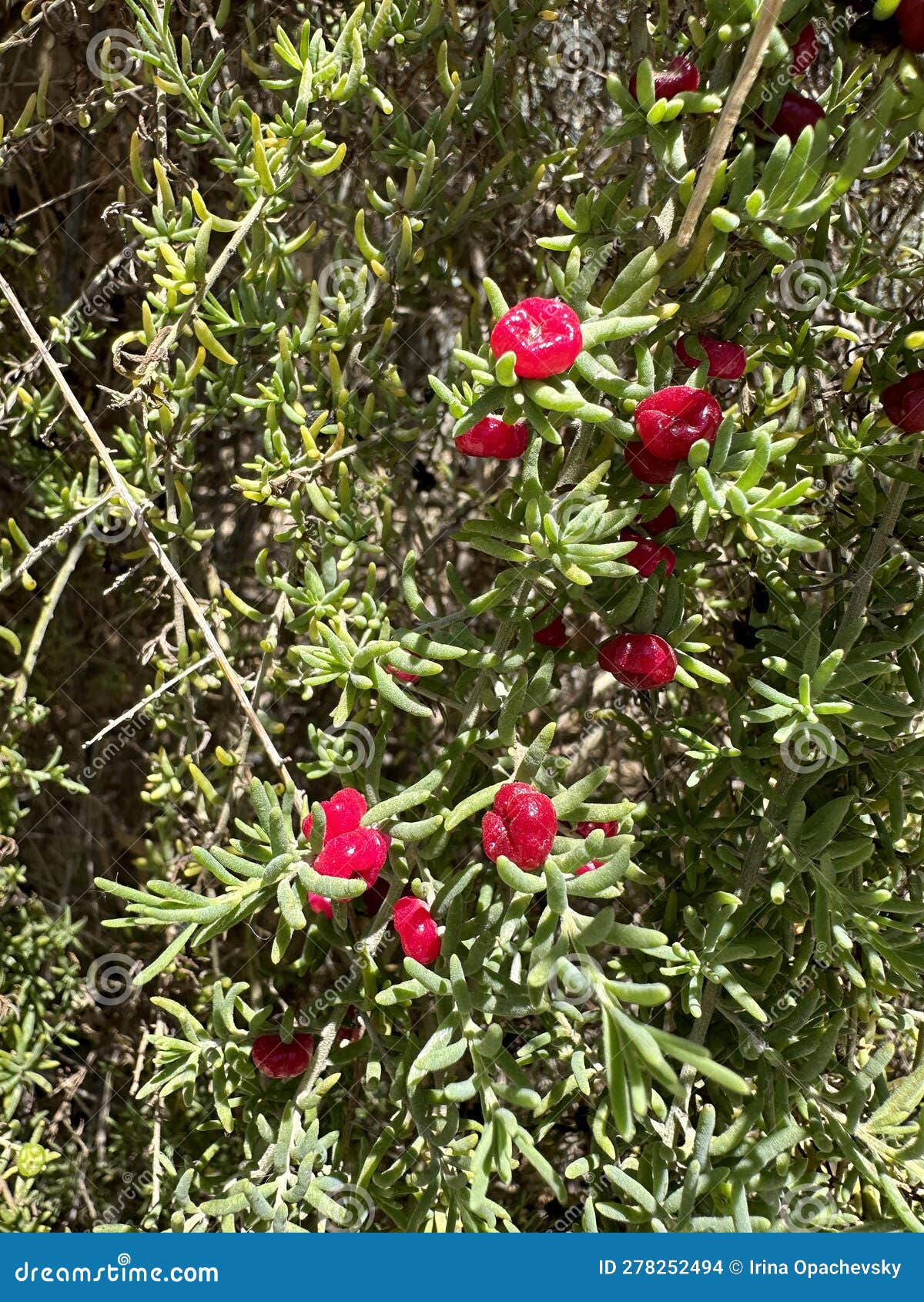 Enchylaena Tomentosa, Commonly Known As Barrier Saltbush or Ruby ...
