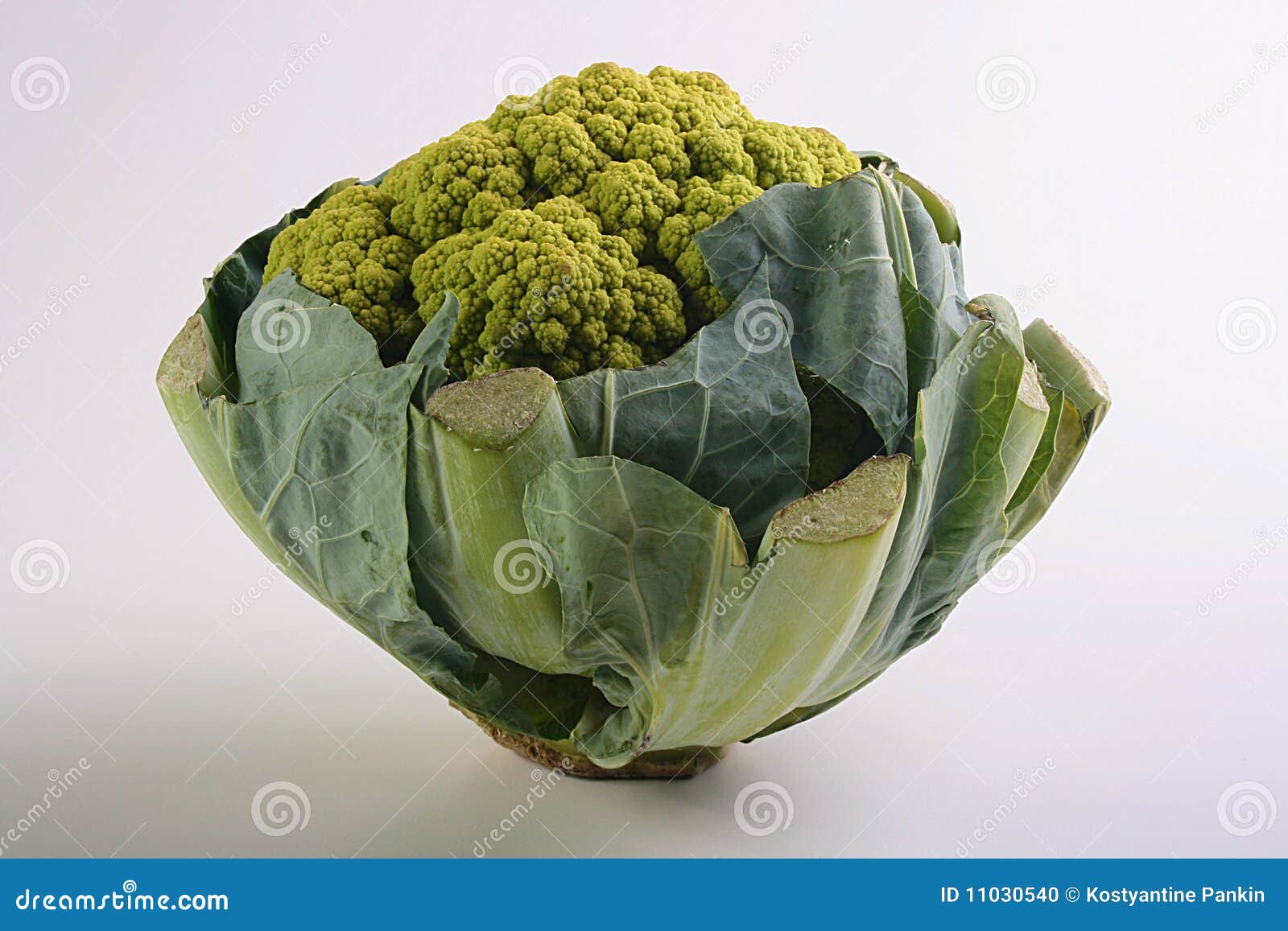 Encienda Una Coliflor Verde Foto de archivo - Imagen de floretes ...