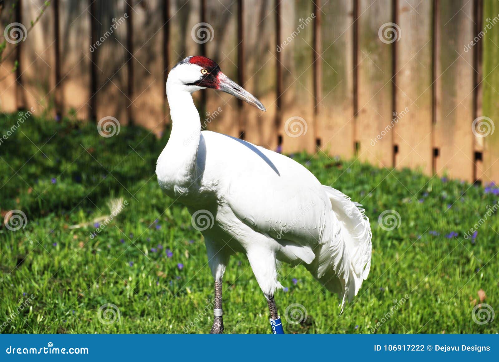Encima De Cierre Con Crane Bird Que Chilla Con Un Pico Largo Foto de ...
