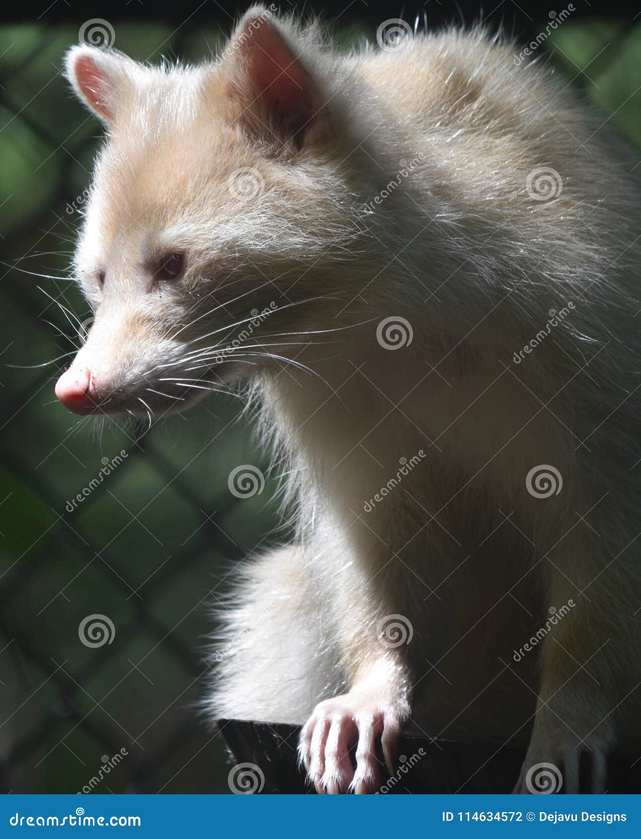 Encima De Cierre Con Un Mapache Blanco Foto de archivo - Imagen de ...