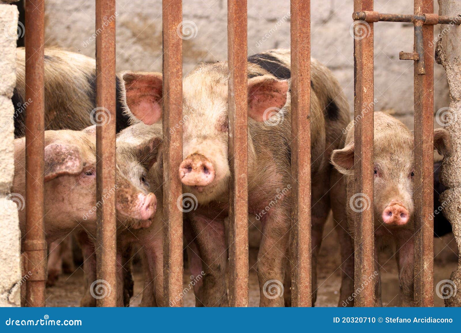 Enclosed pigs stock photo. Image of animal, smell, stable - 20320710