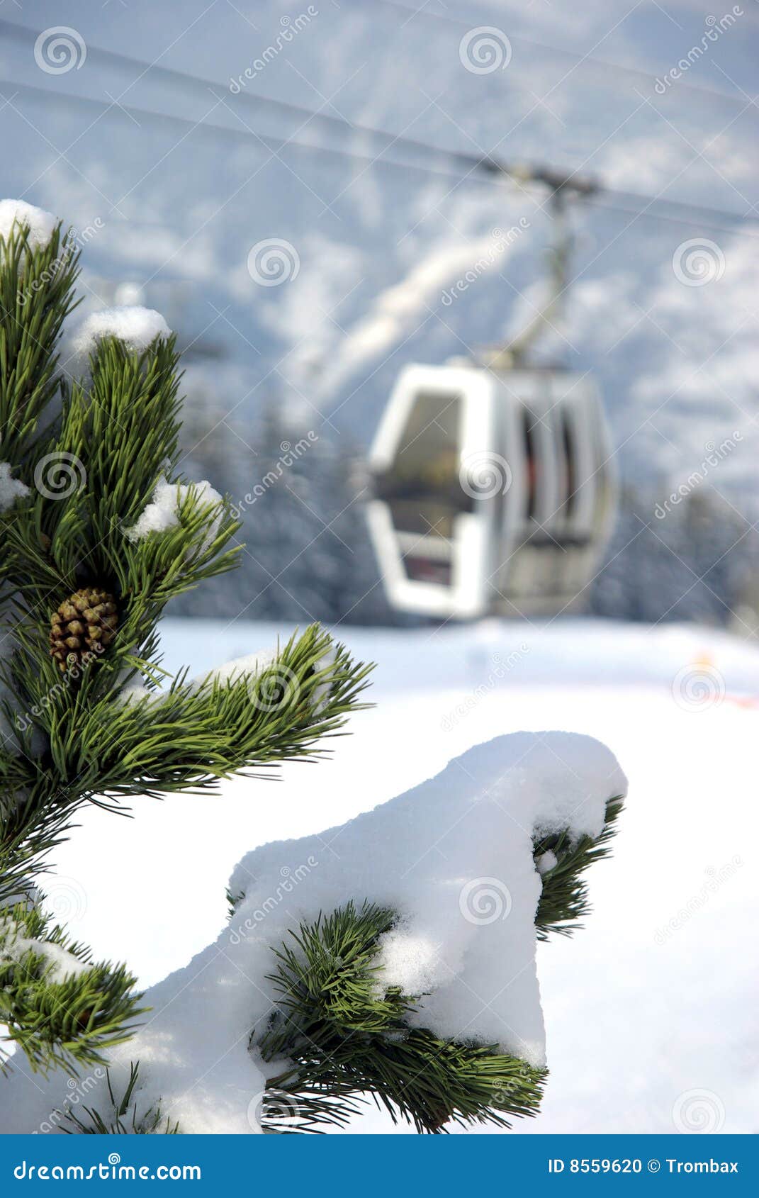 1,975 Enclosed Tree Photos - Free & Royalty-Free Stock Photos from ...