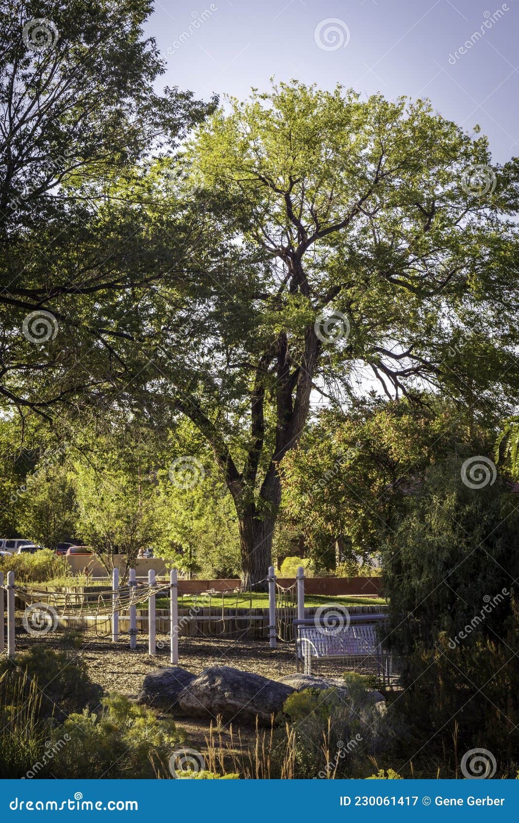 Enclosed Tree stock image. Image of woods, tree, nature - 230061417