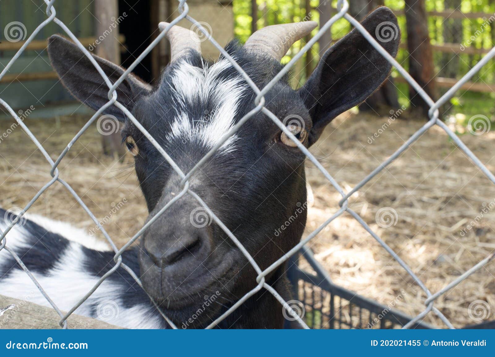 Enclosure with some goats. stock image. Image of eyes - 202021455