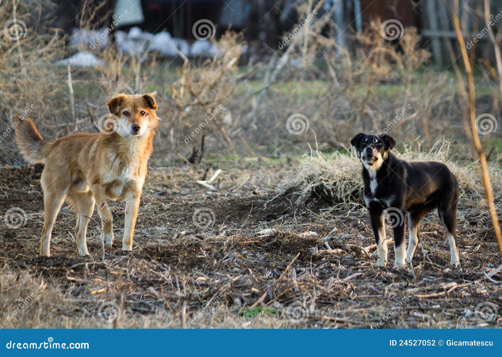 Encolerice Los Perros Perdidos Foto de archivo - Imagen de peligro ...