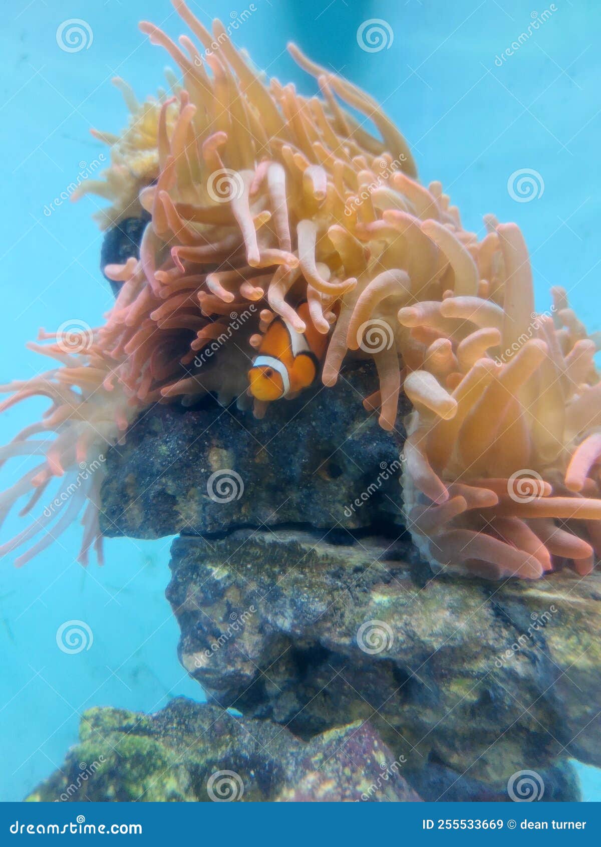 Encontrar Nemo En La Vida Real Imagen de archivo - Imagen de azul ...