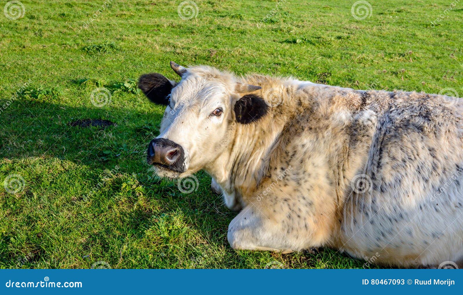 Encontro Ruminando a Vaca Com Pele Sarapintado E As Orelhas Pretas ...