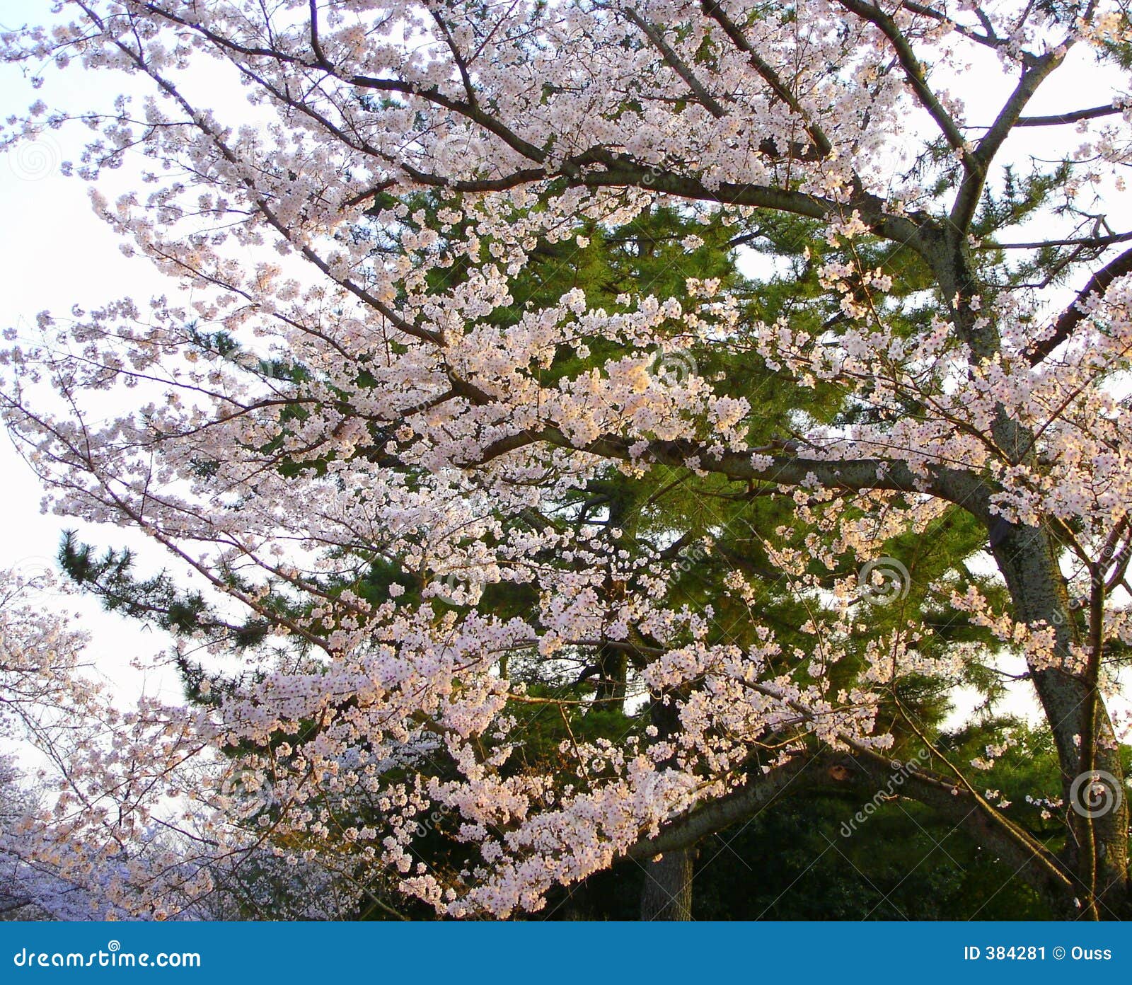 Encounter stock image. Image of flower, pink, sakura, beauty - 384281