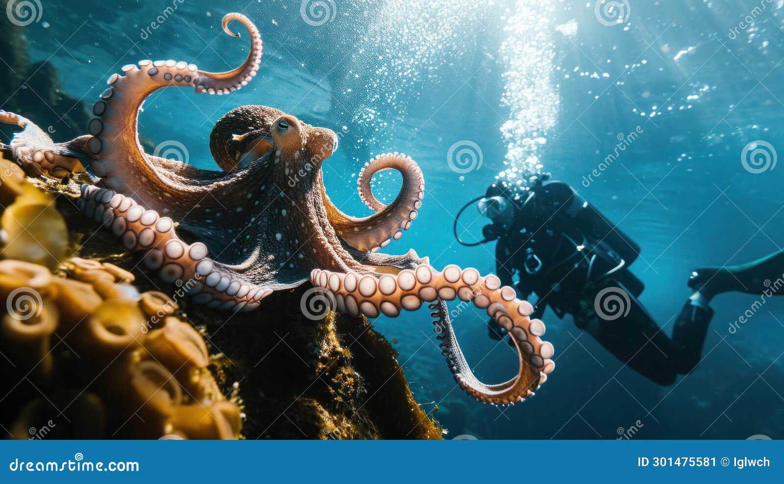 Encounter with Octopus in Their Natural Habitat. Stock Image - Image of ...