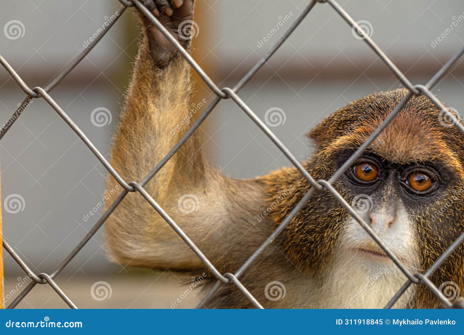 Encounters with the De Brazza Monkey: a Zoo Experience Stock Image ...