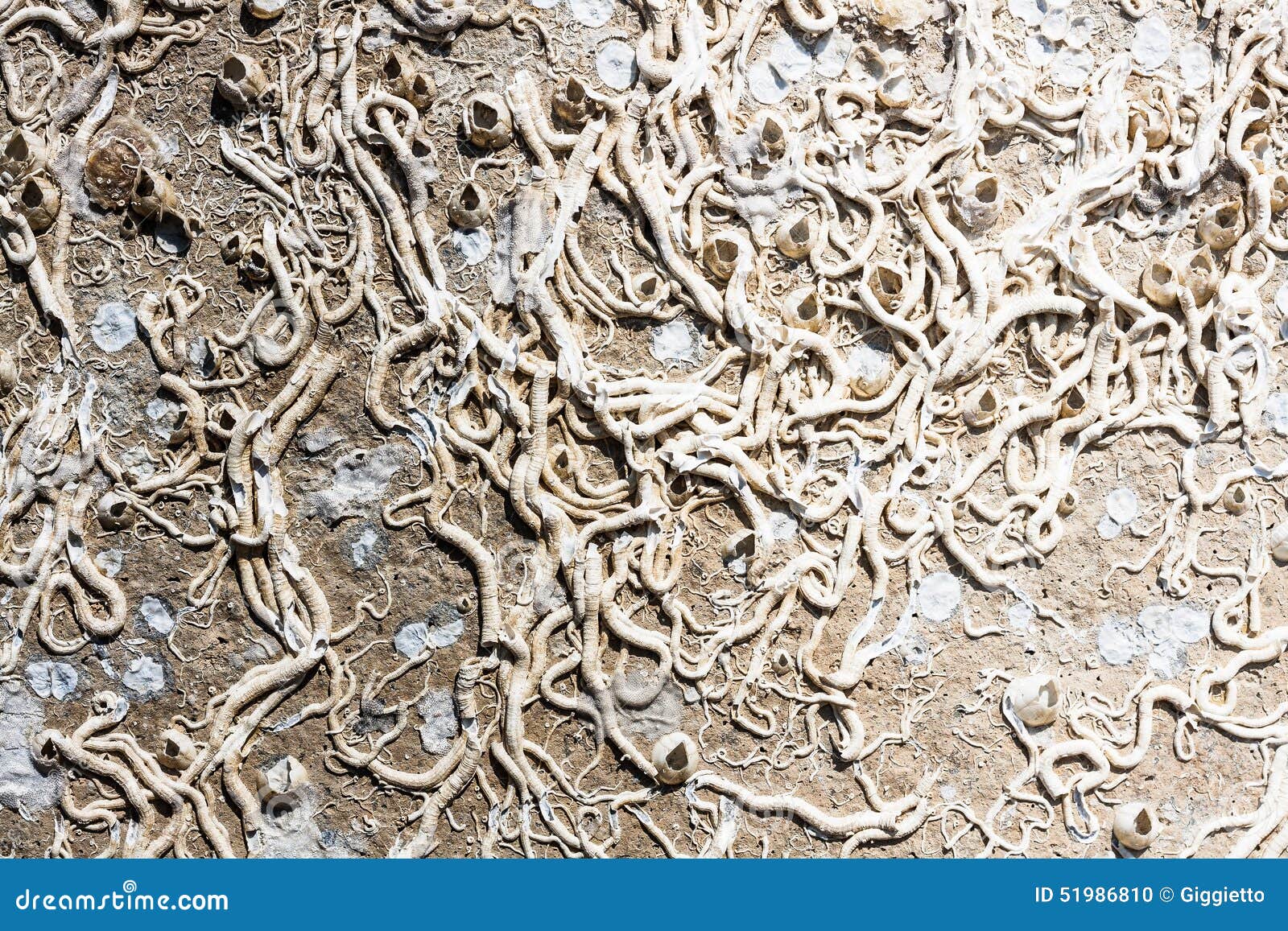Encrustation of the sea stock photo. Image of deposit - 51986810